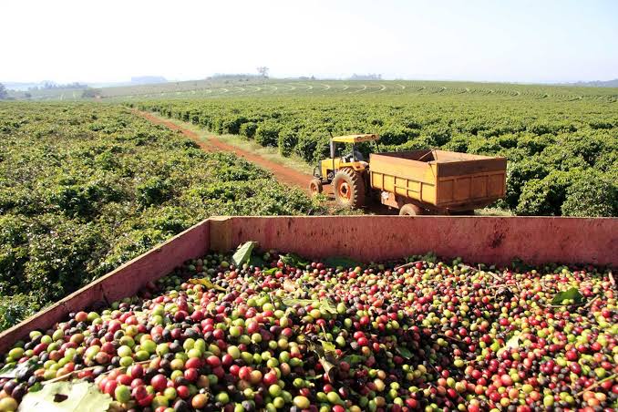 Concentração da produção mundial de café: Por que vem ocorrendo e a ... Concentração da produção mundial de café: Por que vem ocorrendo e a ...